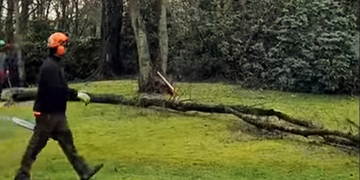 Tree Felling in Parbold - Tree Care Extraordanaire