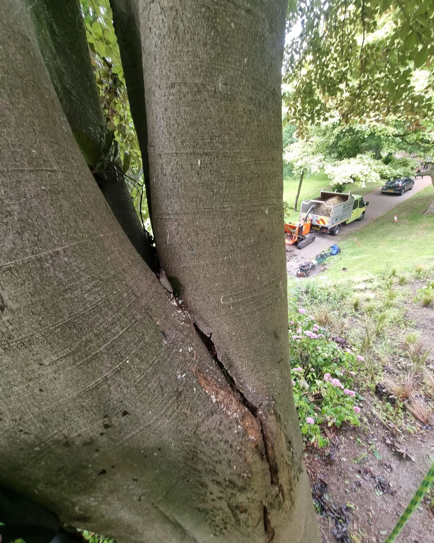 5 Signs Your Tree is Dying & How To Save It | Tree Care Extraordinaire